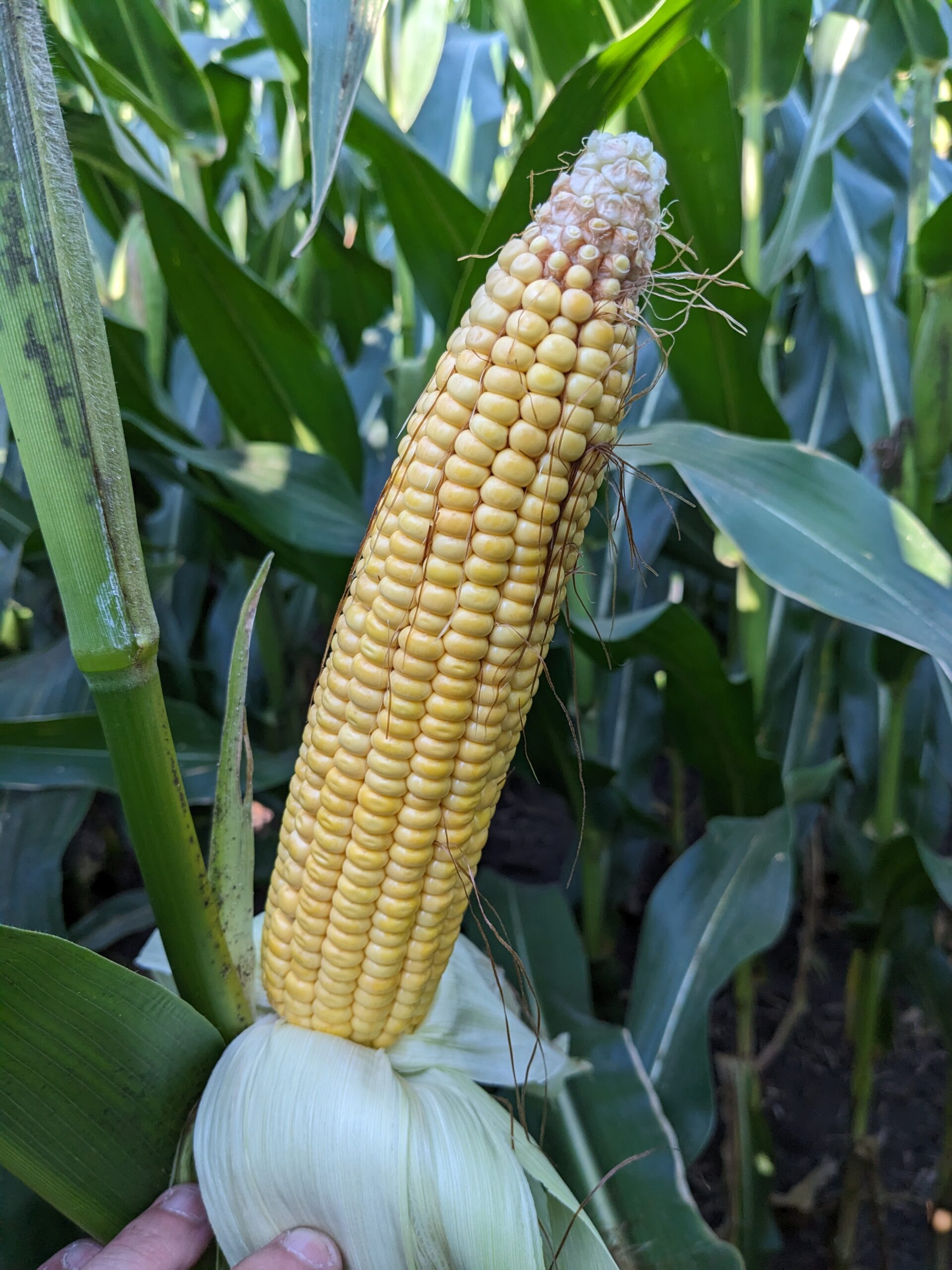 Illinois Crop Update - August 23, 2024 - farmdoc