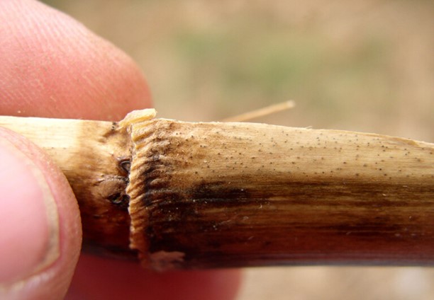 Stalk Rot: A Significant Disease in Corn - farmdoc