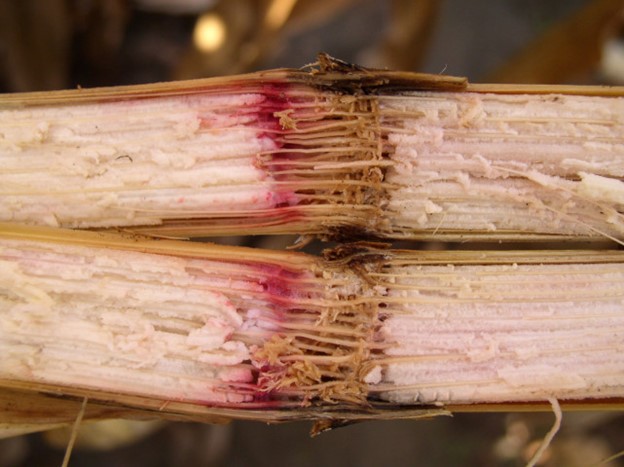 Stalk Rot: A Significant Disease in Corn - farmdoc