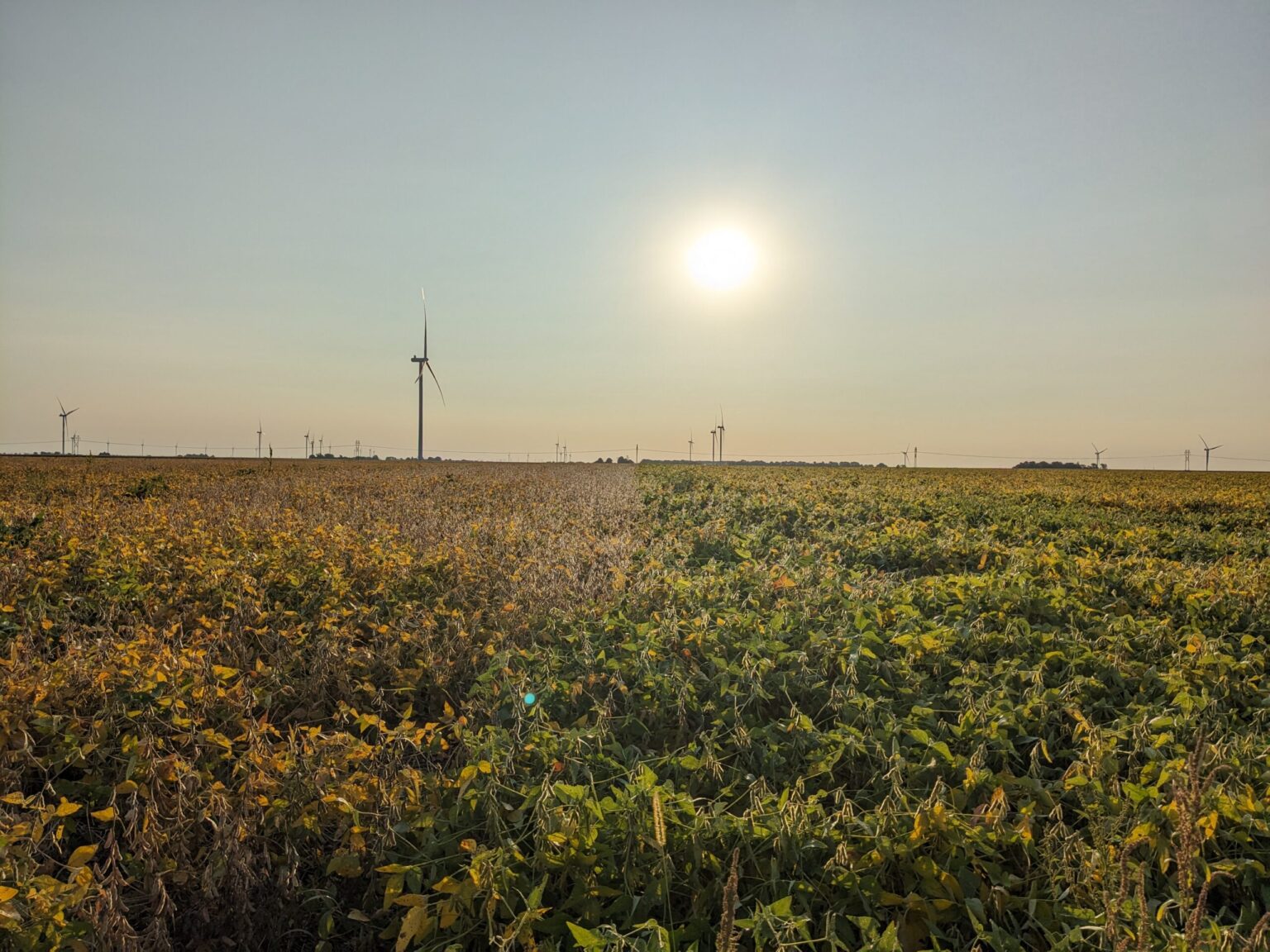 Illinois Crop Update - September 13, 2024 - farmdoc