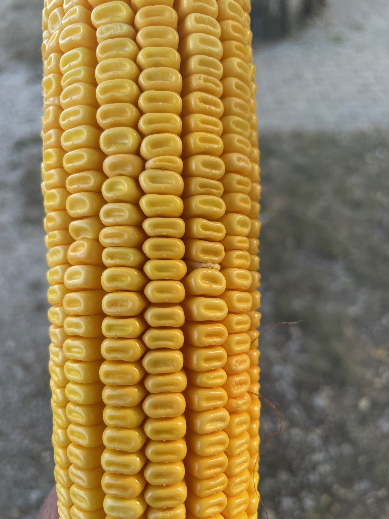 Illinois Crop Update - September 13, 2024 - farmdoc