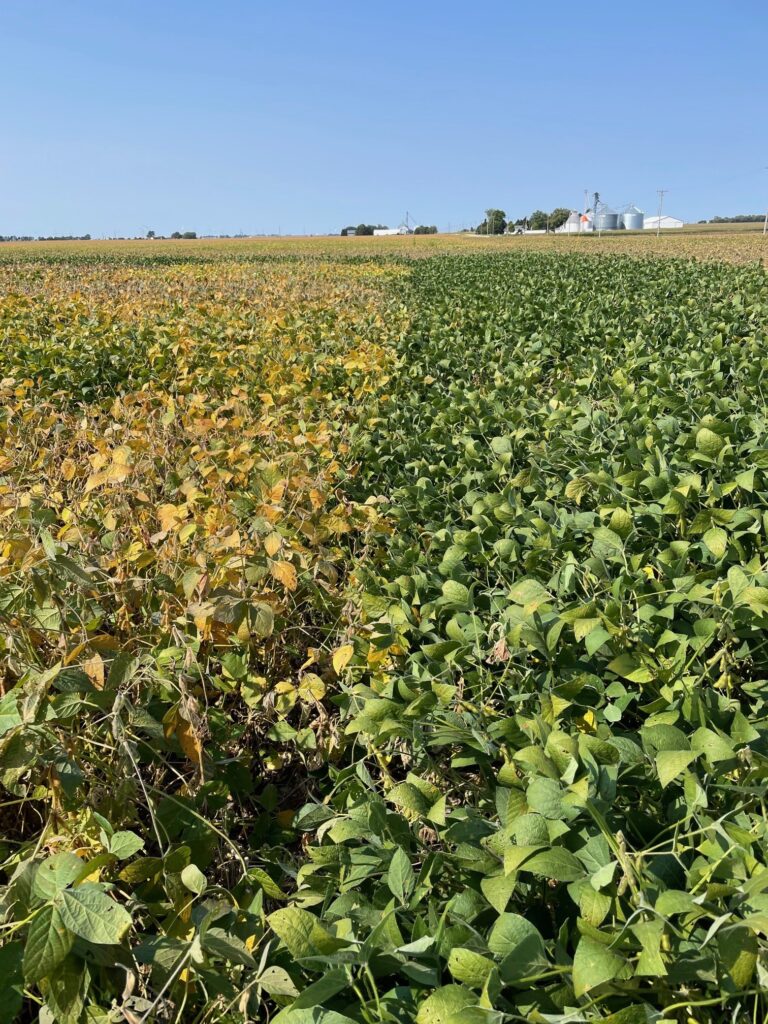 Illinois Crop Update - September 13, 2024 - farmdoc