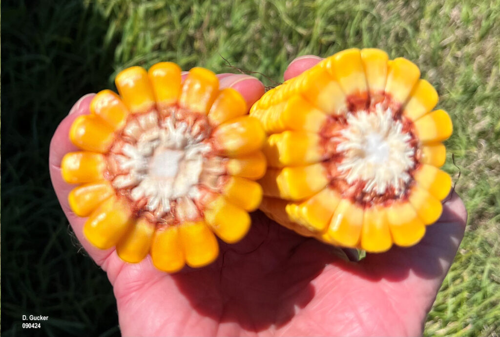 Illinois Crop Update - September 6, 2024 - farmdoc