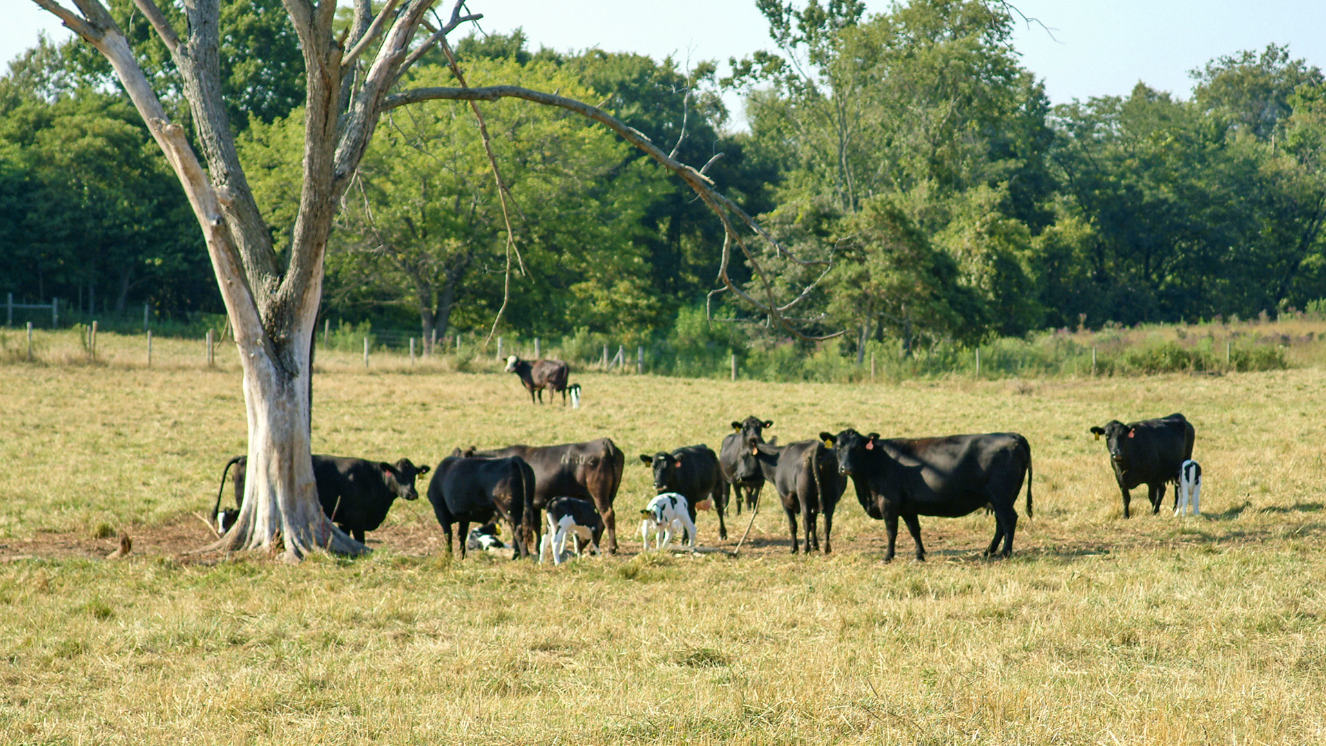 Pasture, Rangeland and Forage Rainfall Index Insurance: A Risk ...
