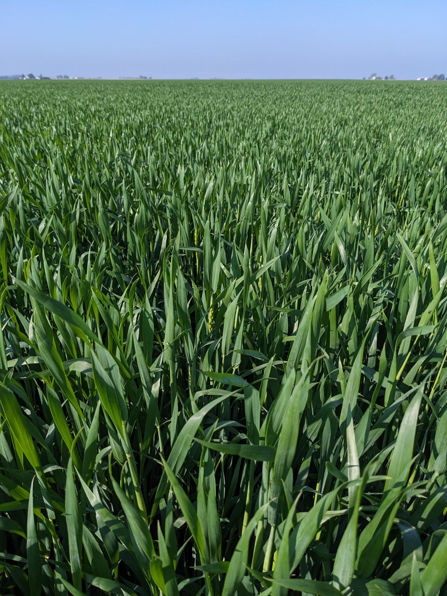 Illinois Crop Update – May 9, 2025 - farmdoc