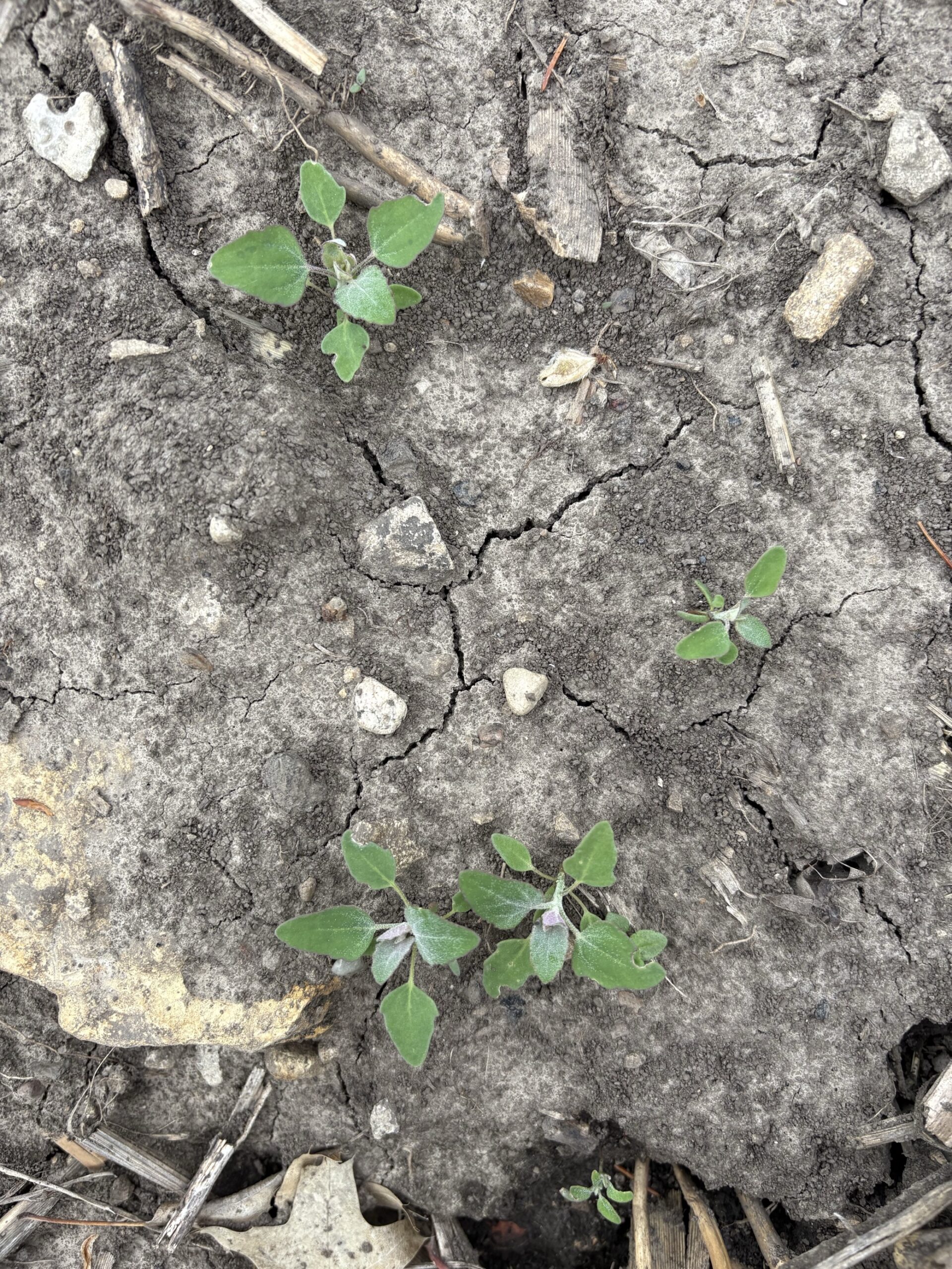 Illinois Crop Update – May 9, 2025 - farmdoc