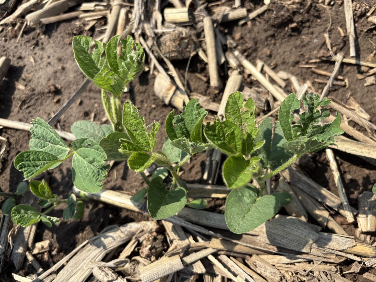 Illinois Crop Update - June 6, 2025 - farmdoc