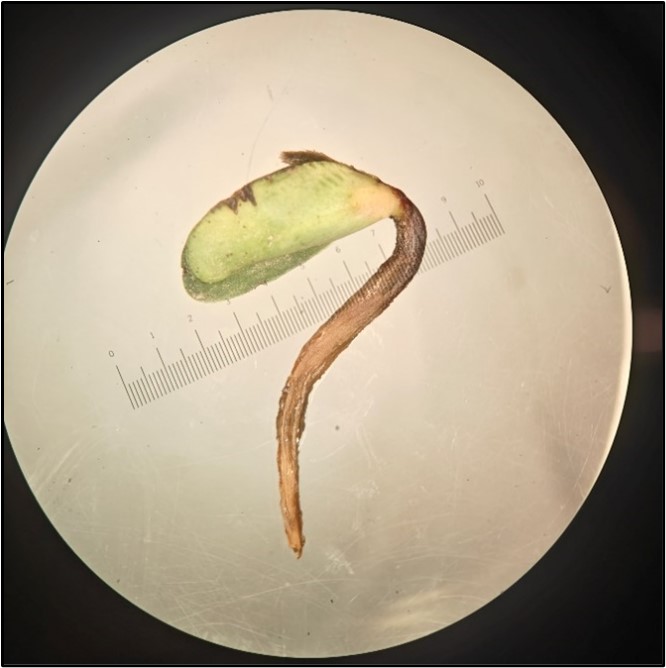 Phytophthora Crown and Stem Rot in Soybean: A Recurrent Disease in ...