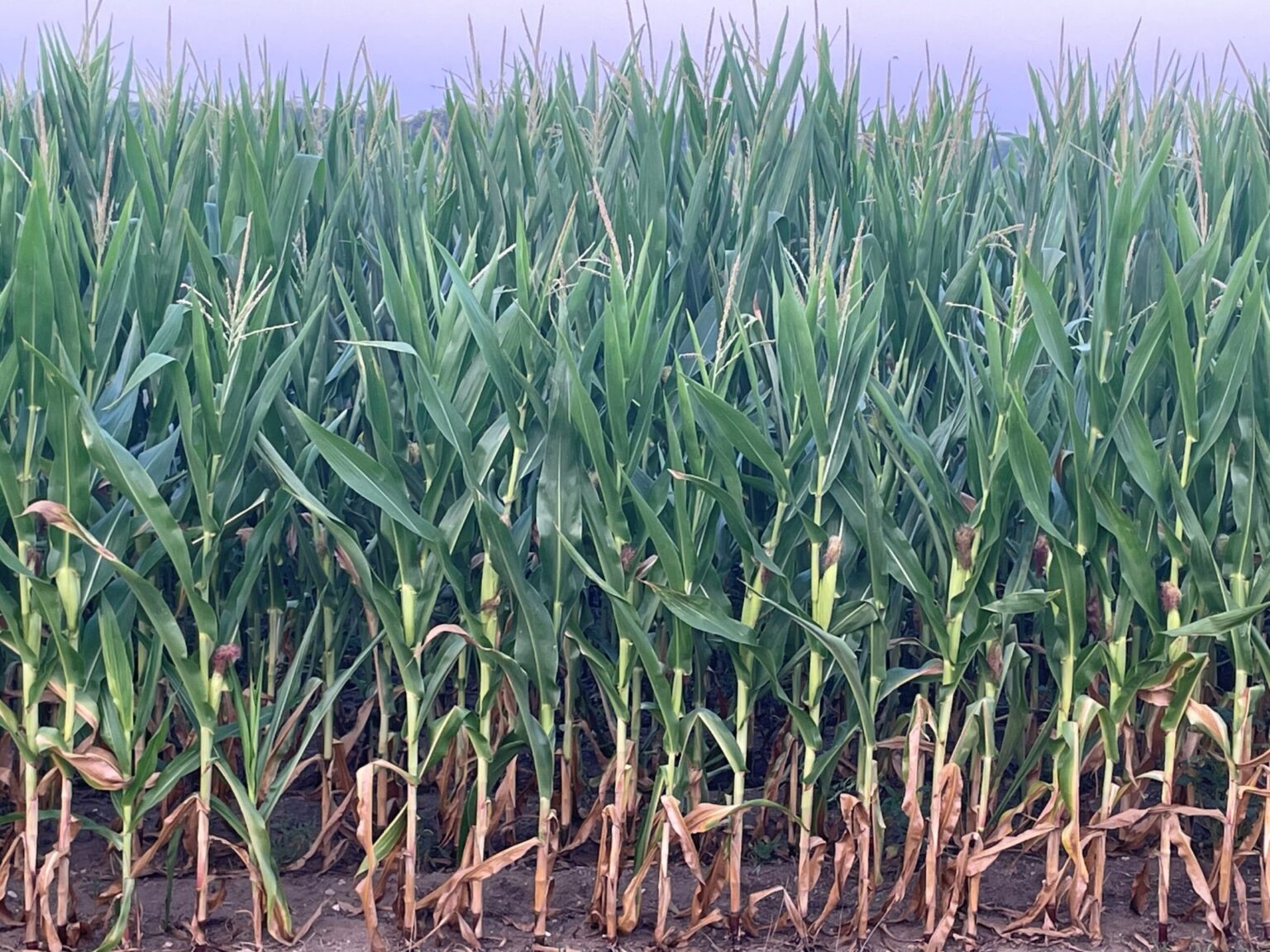 Illinois Crop Update - July 18, 2025 - farmdoc