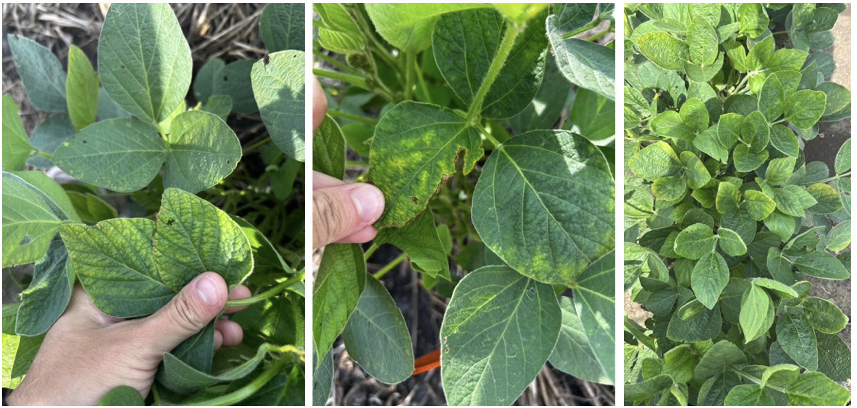Red Crown Rot Symptoms Emerging in Illinois Soybeans - farmdoc