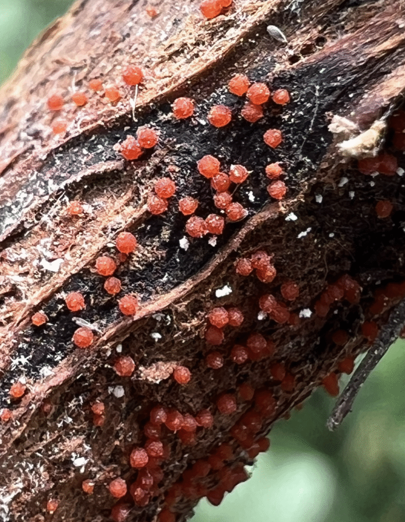 Red Crown Rot Symptoms Emerging in Illinois Soybeans - farmdoc