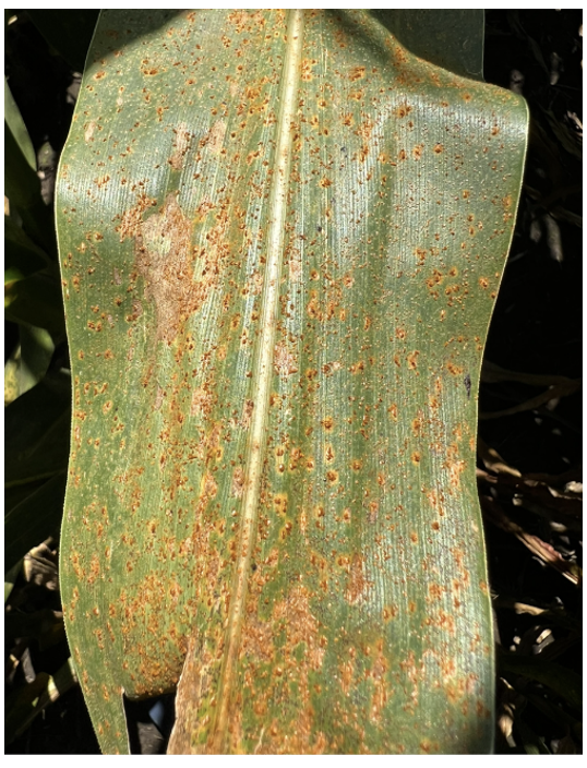 Southern Rust Confirmed Near Illinois: What You Need to Know - farmdoc