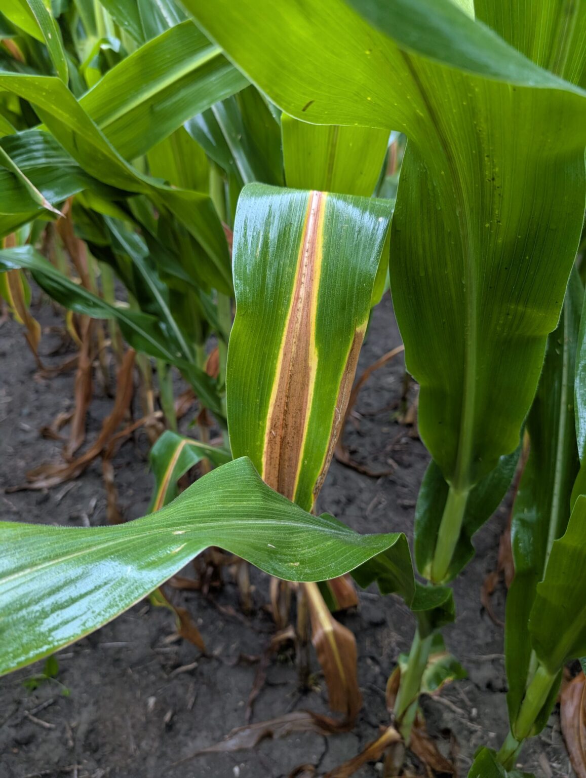 Illinois Crop Update - August 1, 2025 - farmdoc