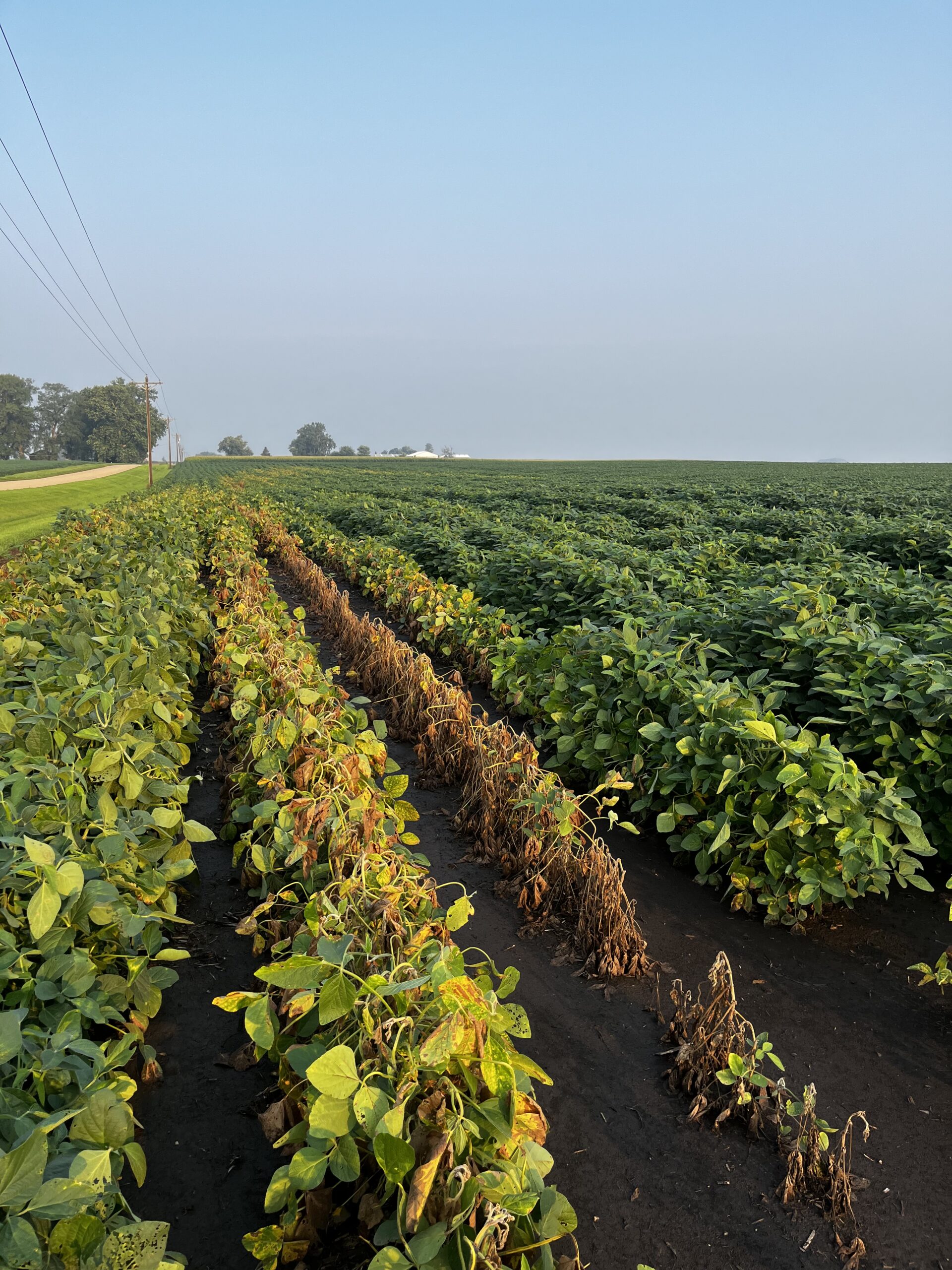 Illinois Crop Update - August 1, 2025 - farmdoc