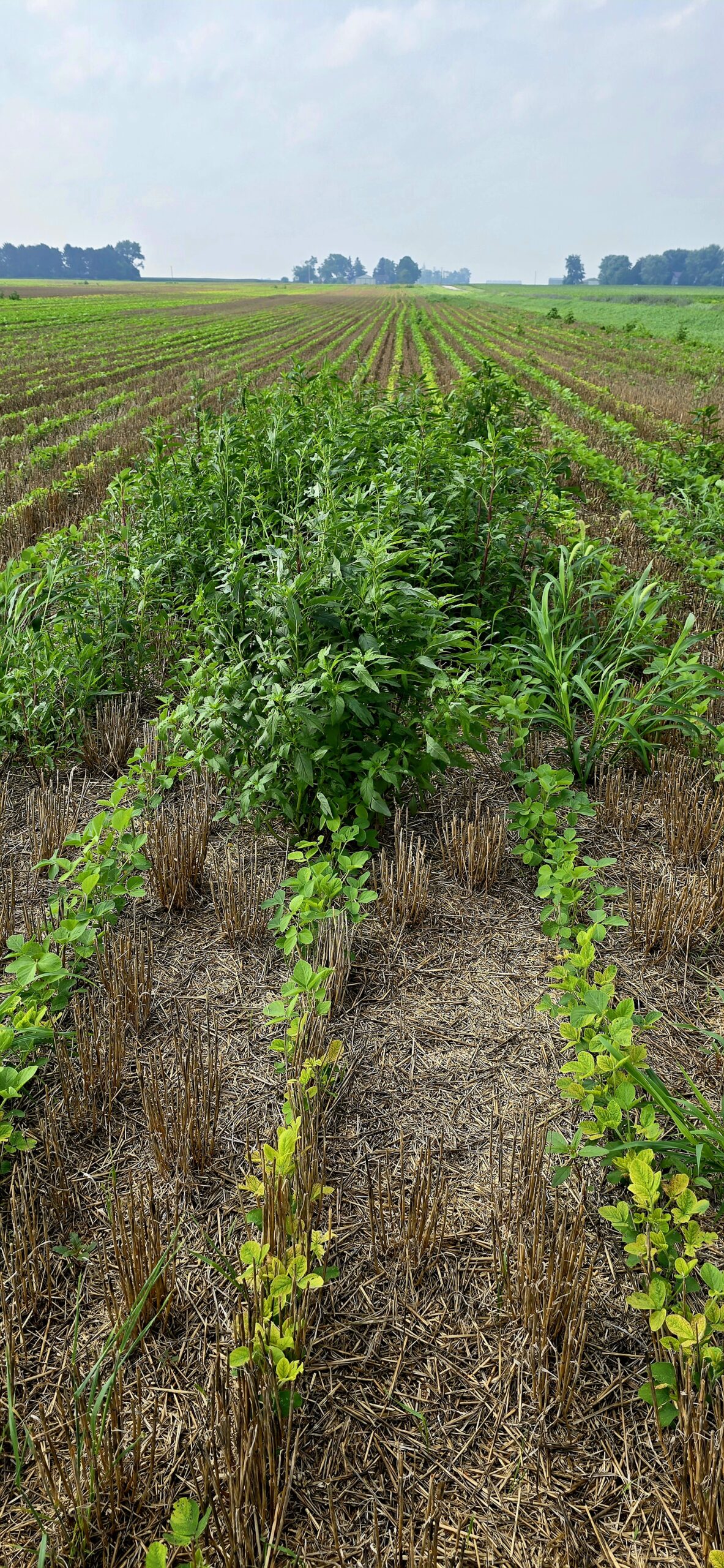 Illinois Crop Update - August 1, 2025 - farmdoc