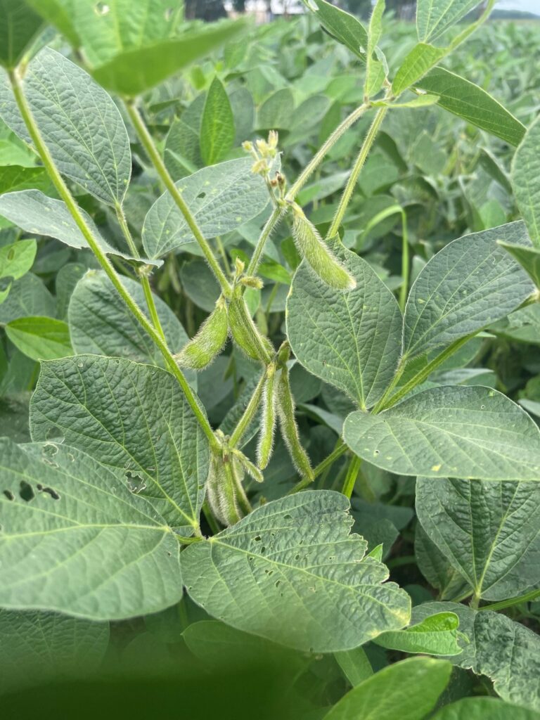 Illinois Crop Update - August 1, 2025 - farmdoc