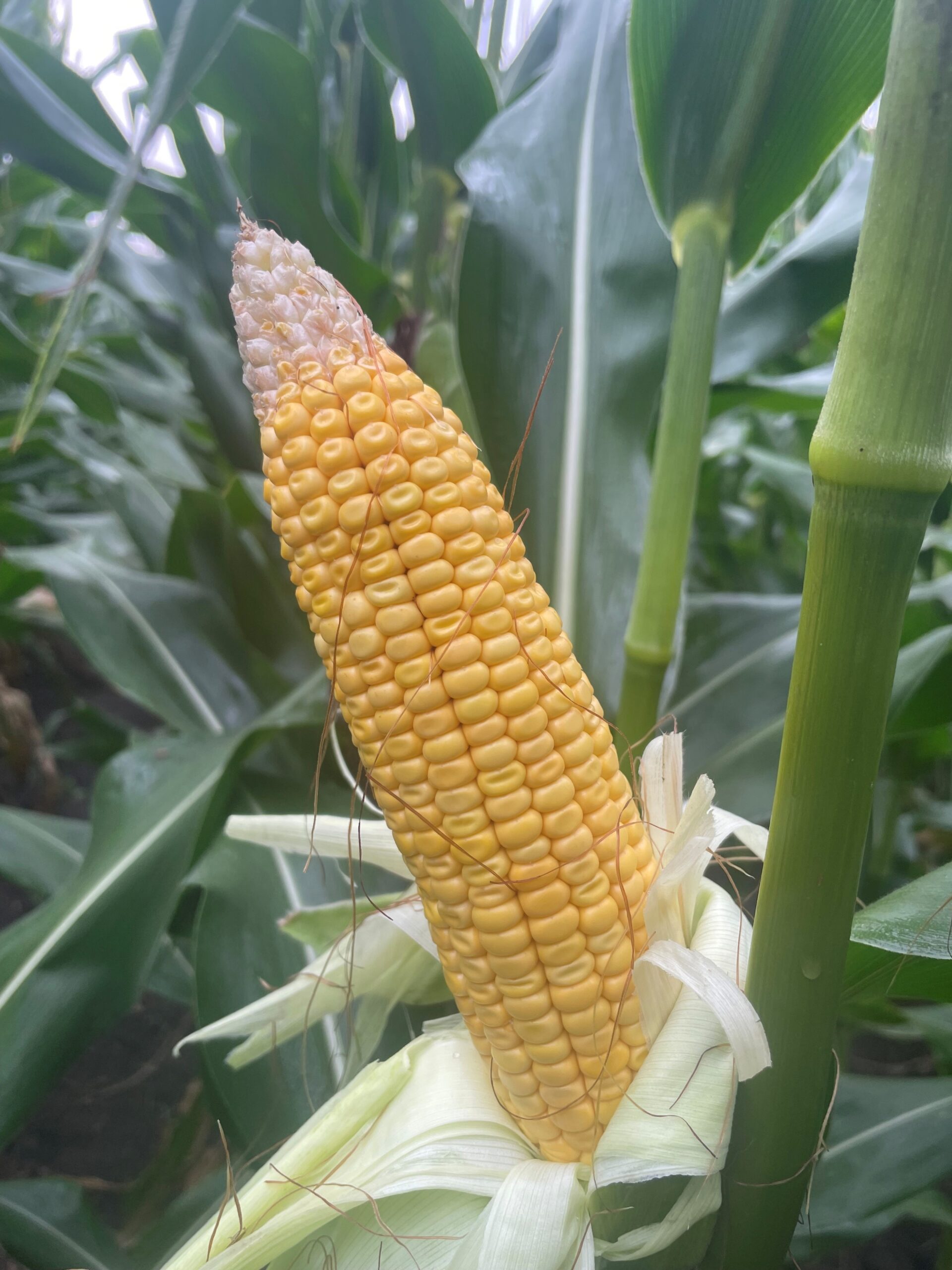Illinois Crop Update - August 1, 2025 - farmdoc
