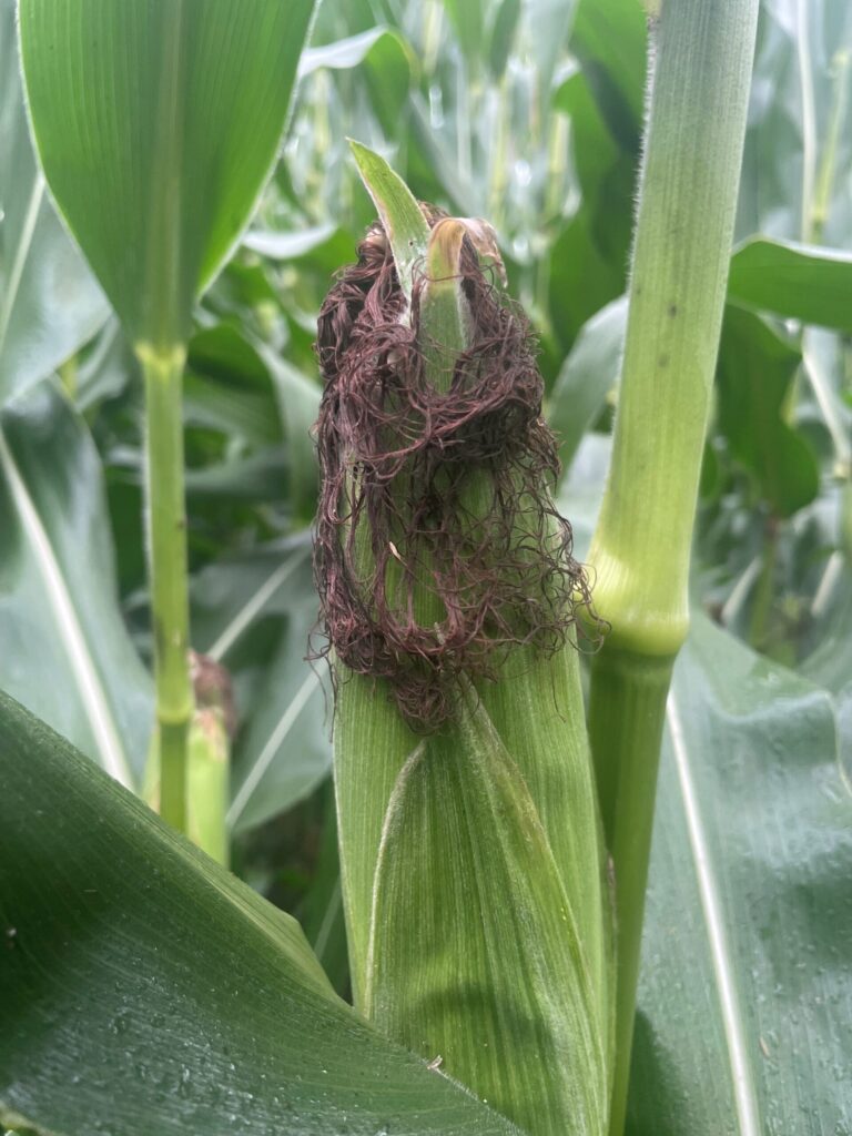 Illinois Crop Update - August 1, 2025 - farmdoc