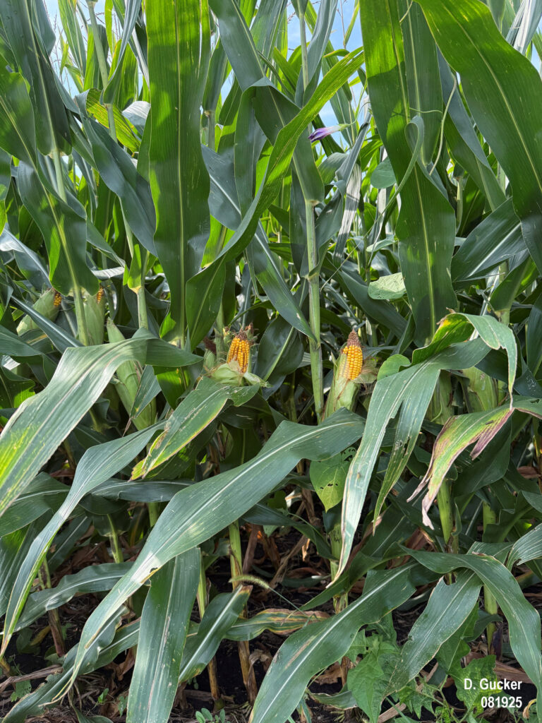 Illinois Crop Update - August 22, 2025 - farmdoc