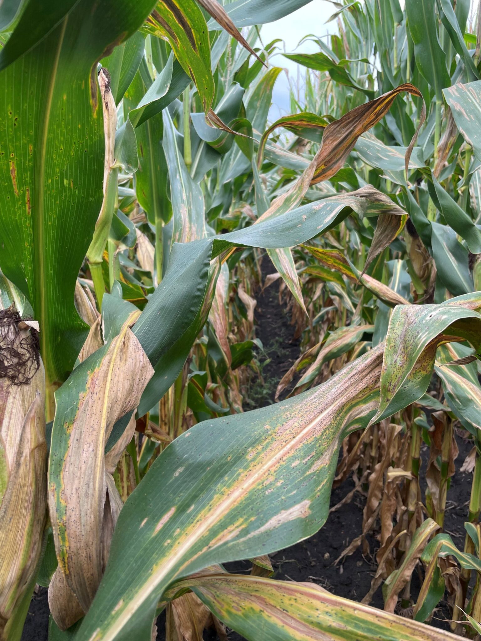 Illinois Crop Update - August 22, 2025 - farmdoc