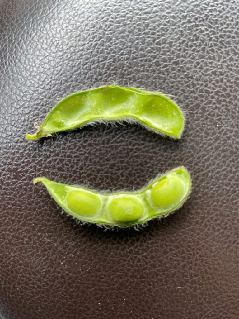 Illinois Crop Update - August 22, 2025 - farmdoc