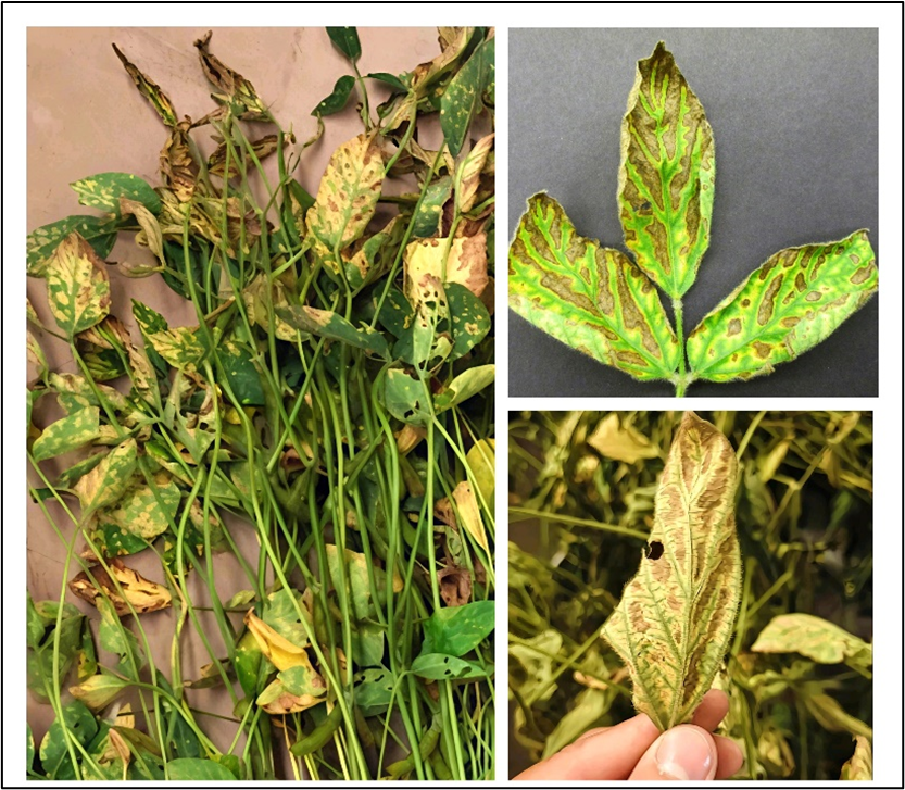 From Rare to Relevant: Calonectria ilicicola and Its Growing Impact on ...