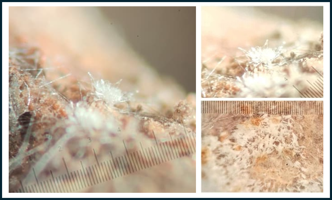 From Rare to Relevant: Calonectria ilicicola and Its Growing Impact on ...