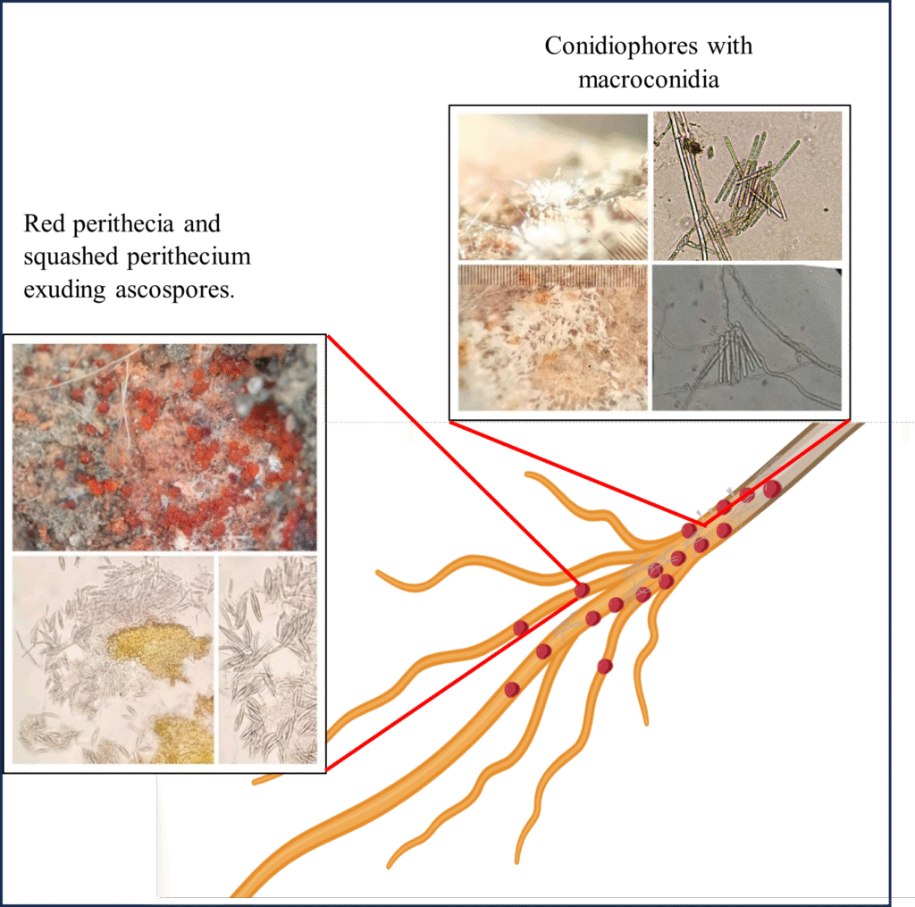 From Rare to Relevant: Calonectria ilicicola and Its Growing Impact on ...