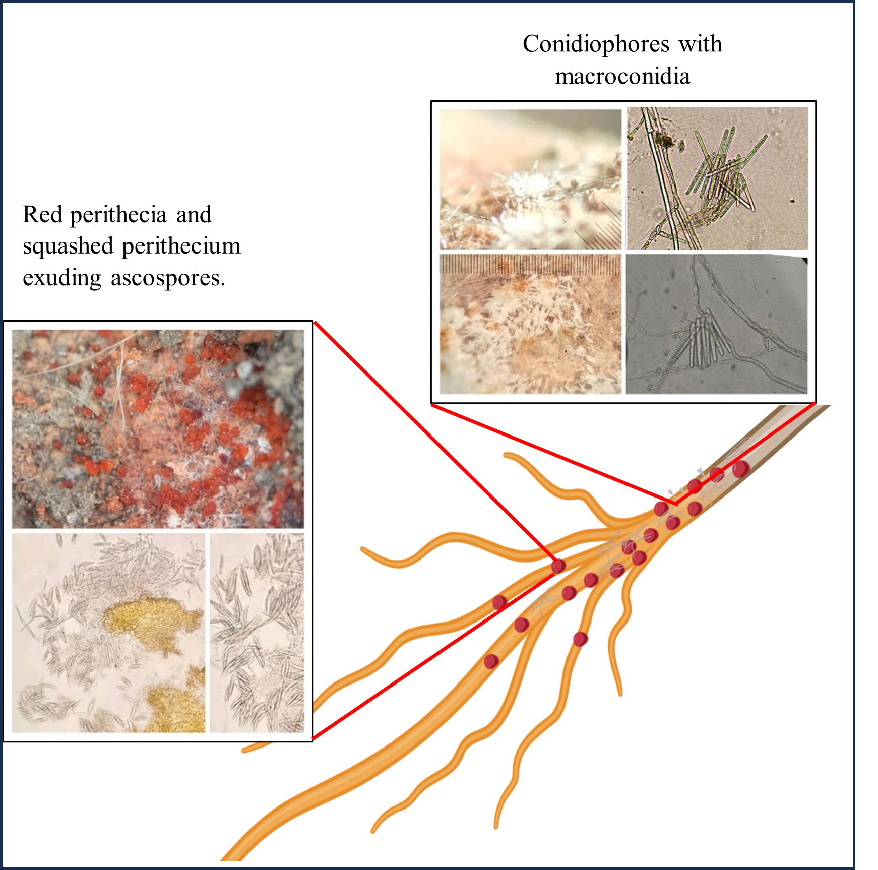 From Rare to Relevant: Calonectria ilicicola and Its Growing Impact on ...