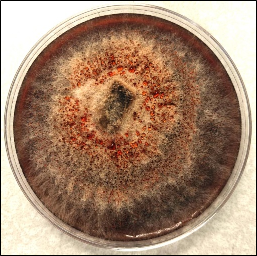 From Rare to Relevant: Calonectria ilicicola and Its Growing Impact on ...