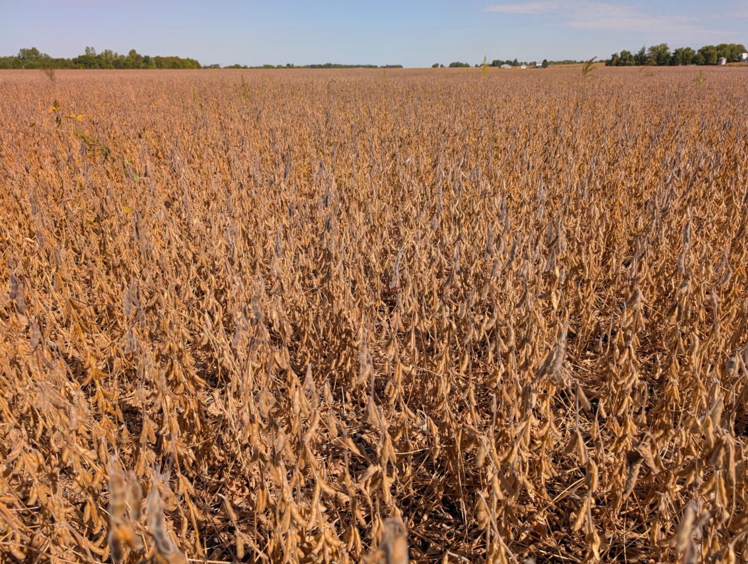 Illinois Crop Update - September 12, 2025 - farmdoc