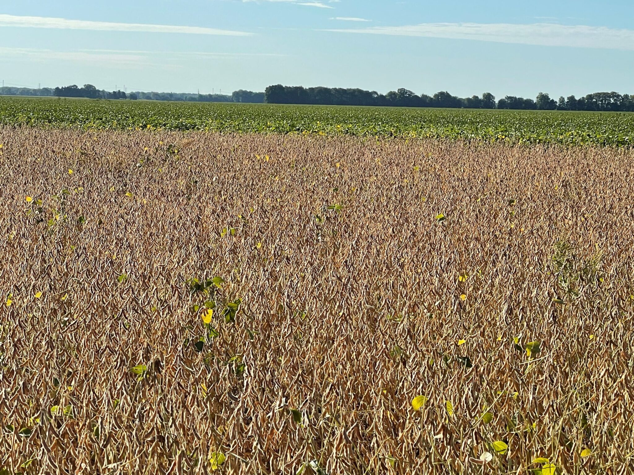 Illinois Crop Update - September 12, 2025 - farmdoc