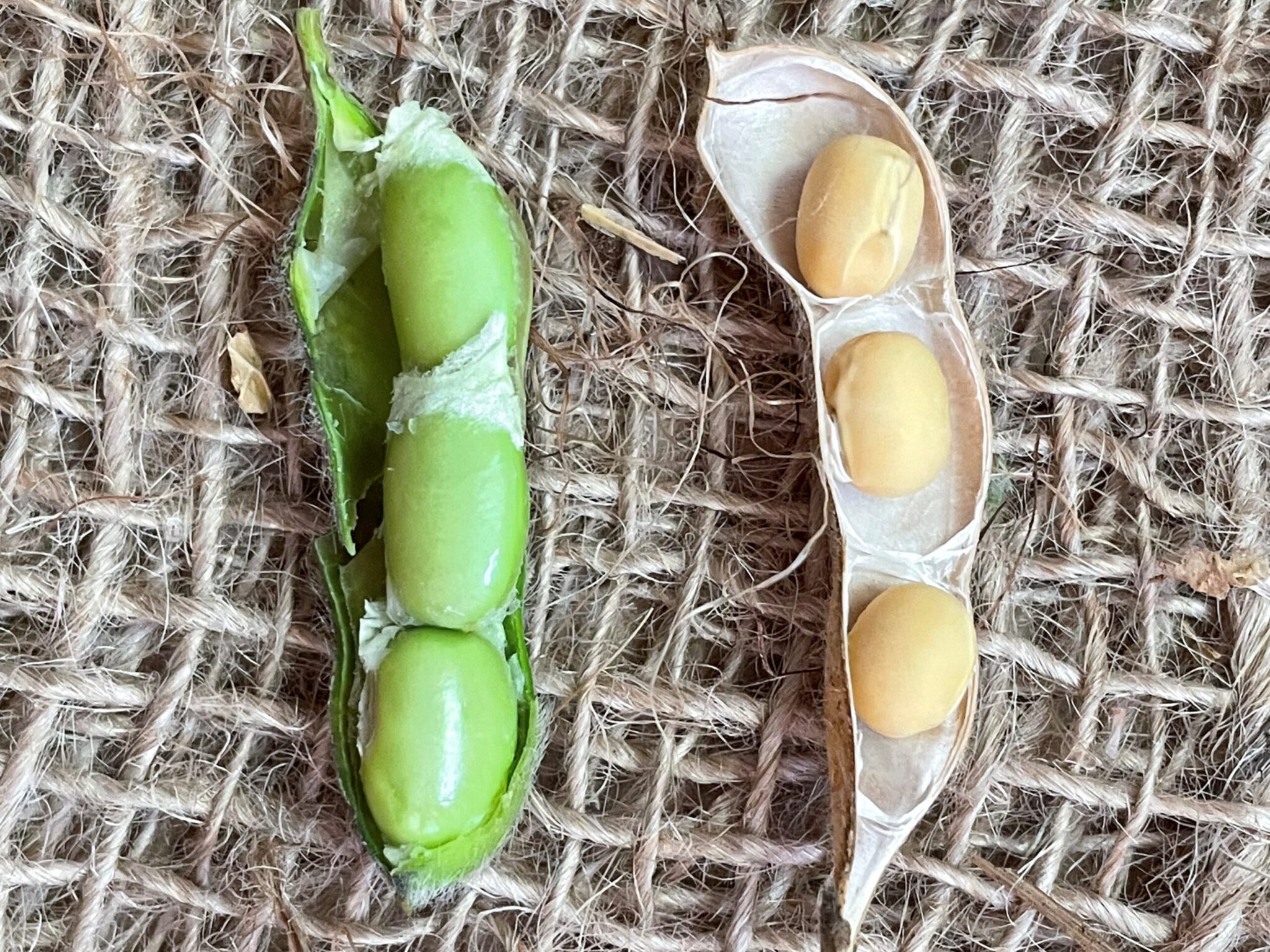 Illinois Crop Update - September 12, 2025 - farmdoc