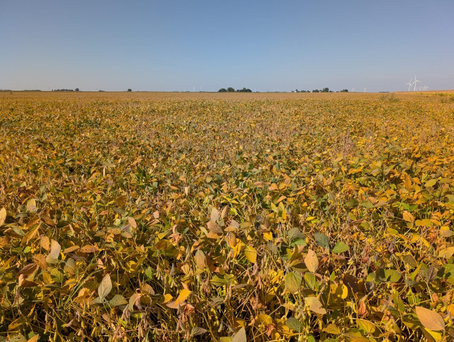 Illinois Crop Update - September 19, 2025 - farmdoc