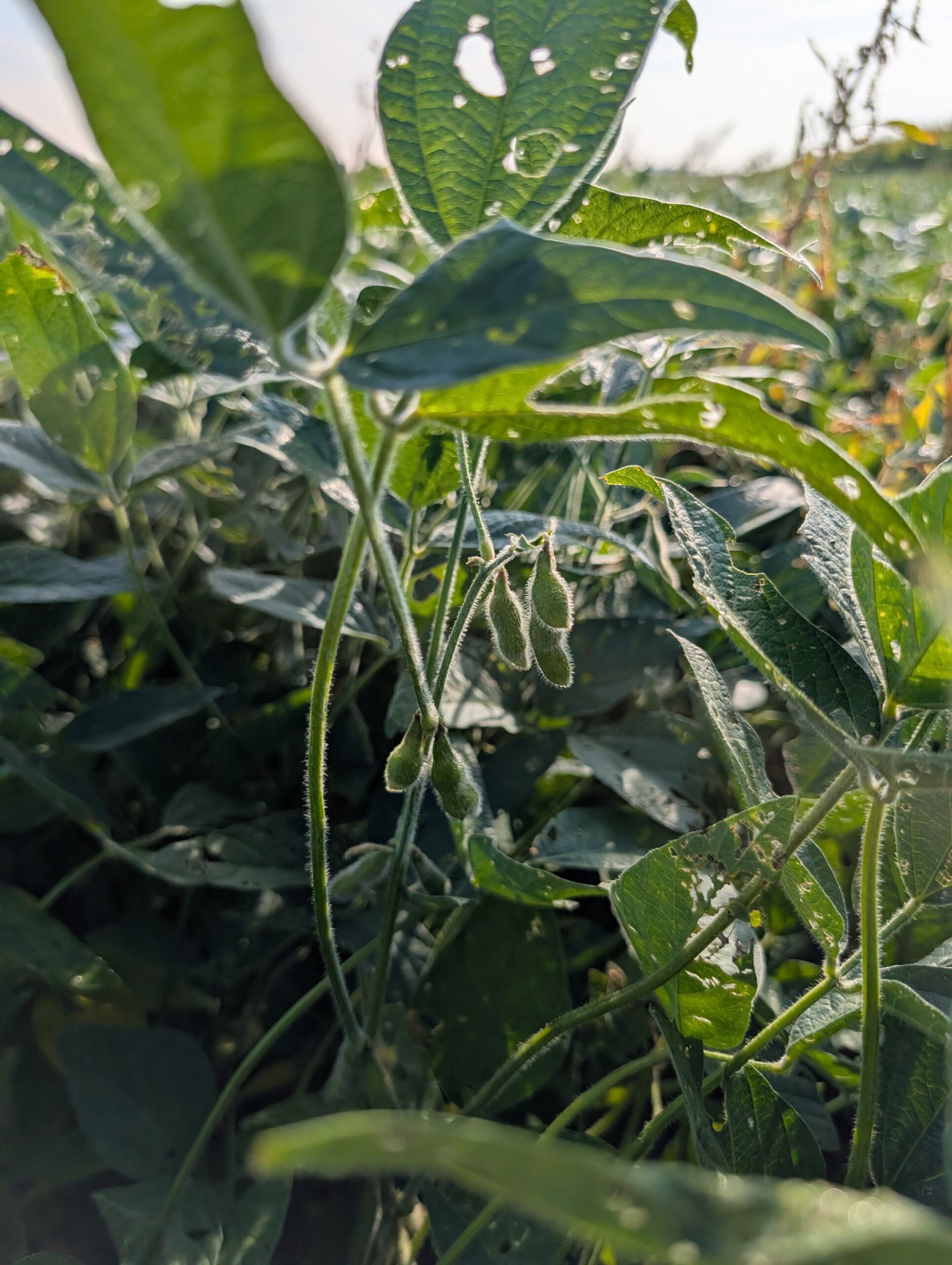 Illinois Crop Update - September 5, 2025 - farmdoc