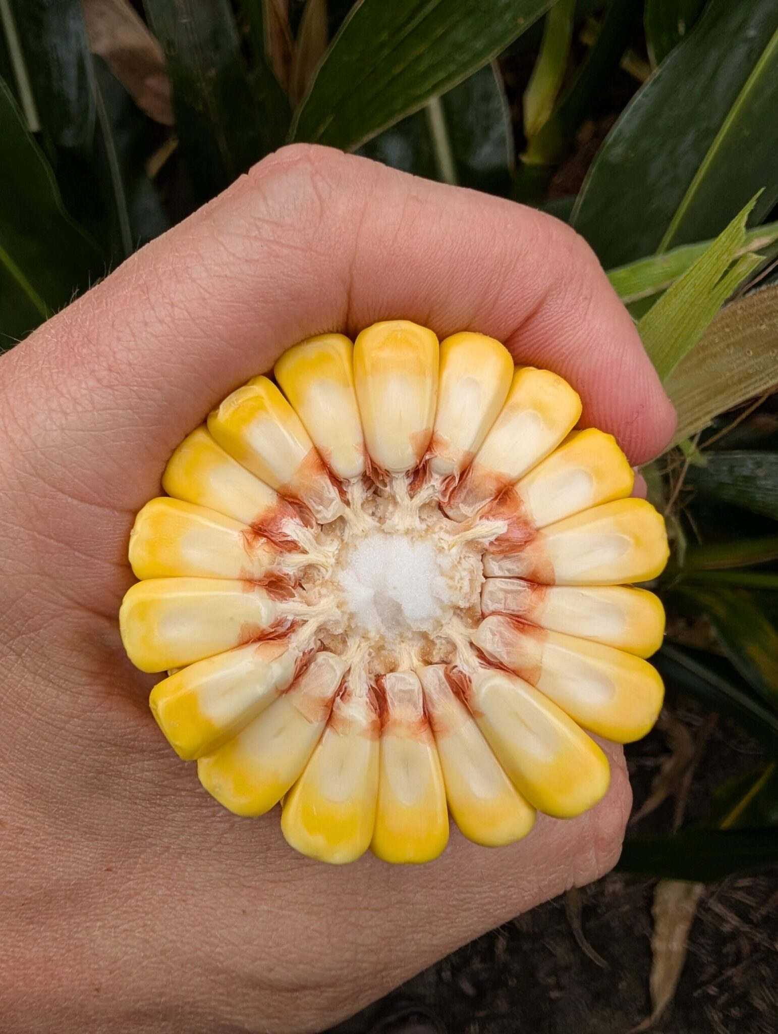 Illinois Crop Update - September 5, 2025 - farmdoc